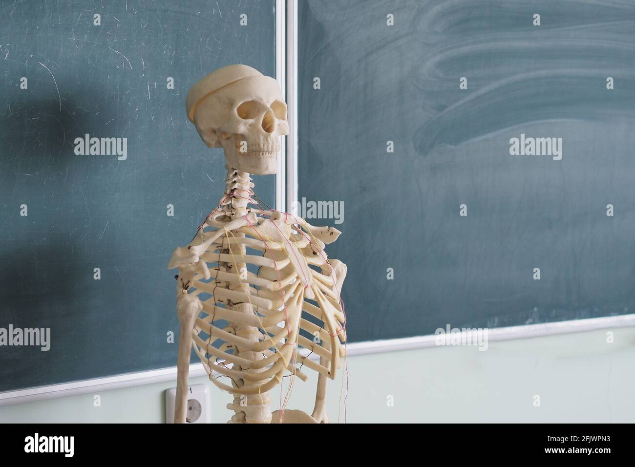 Educational model of a human skeleton on the background of a school ...