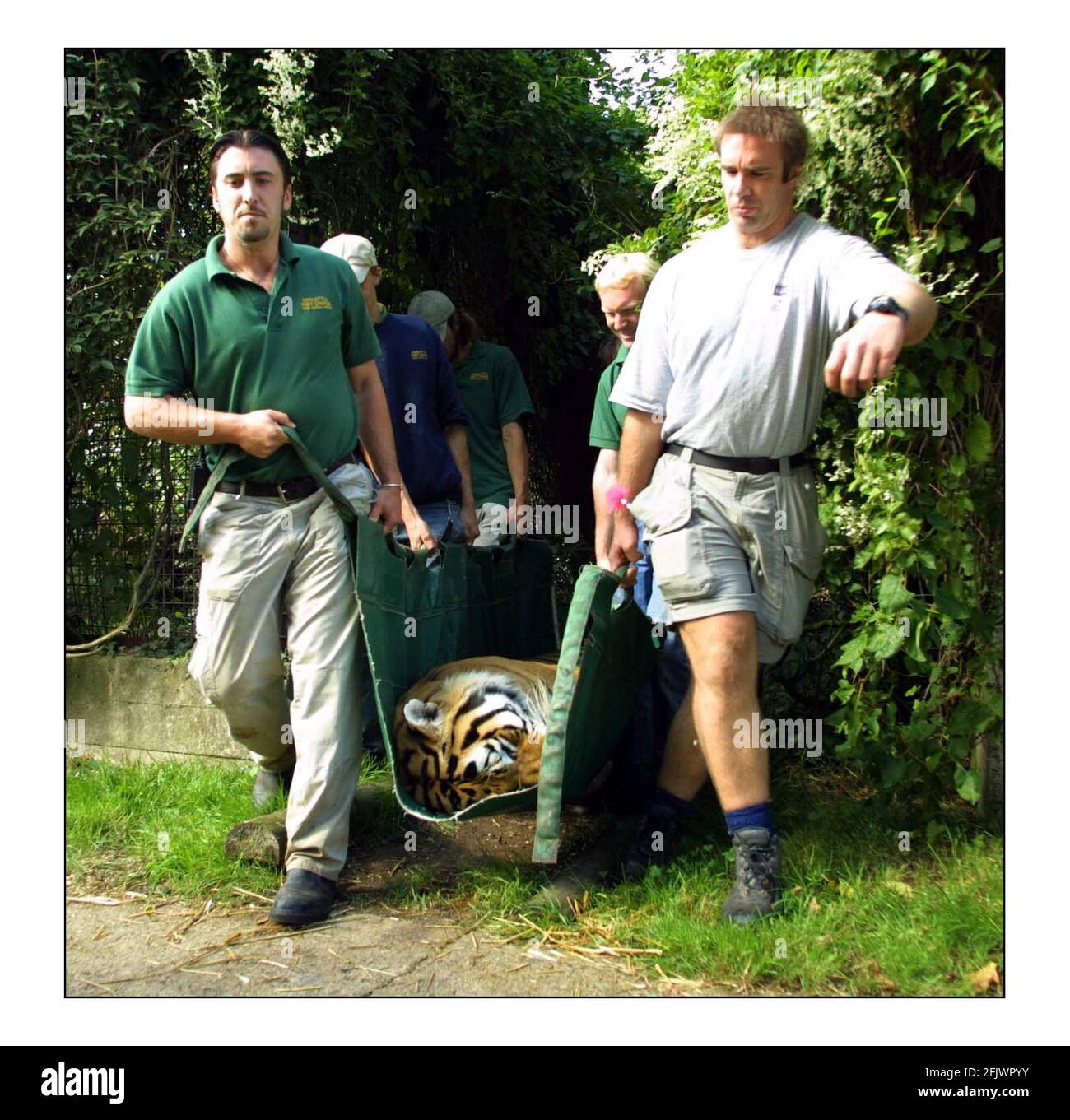 Siberian tigers hi-res stock photography and images - Alamy