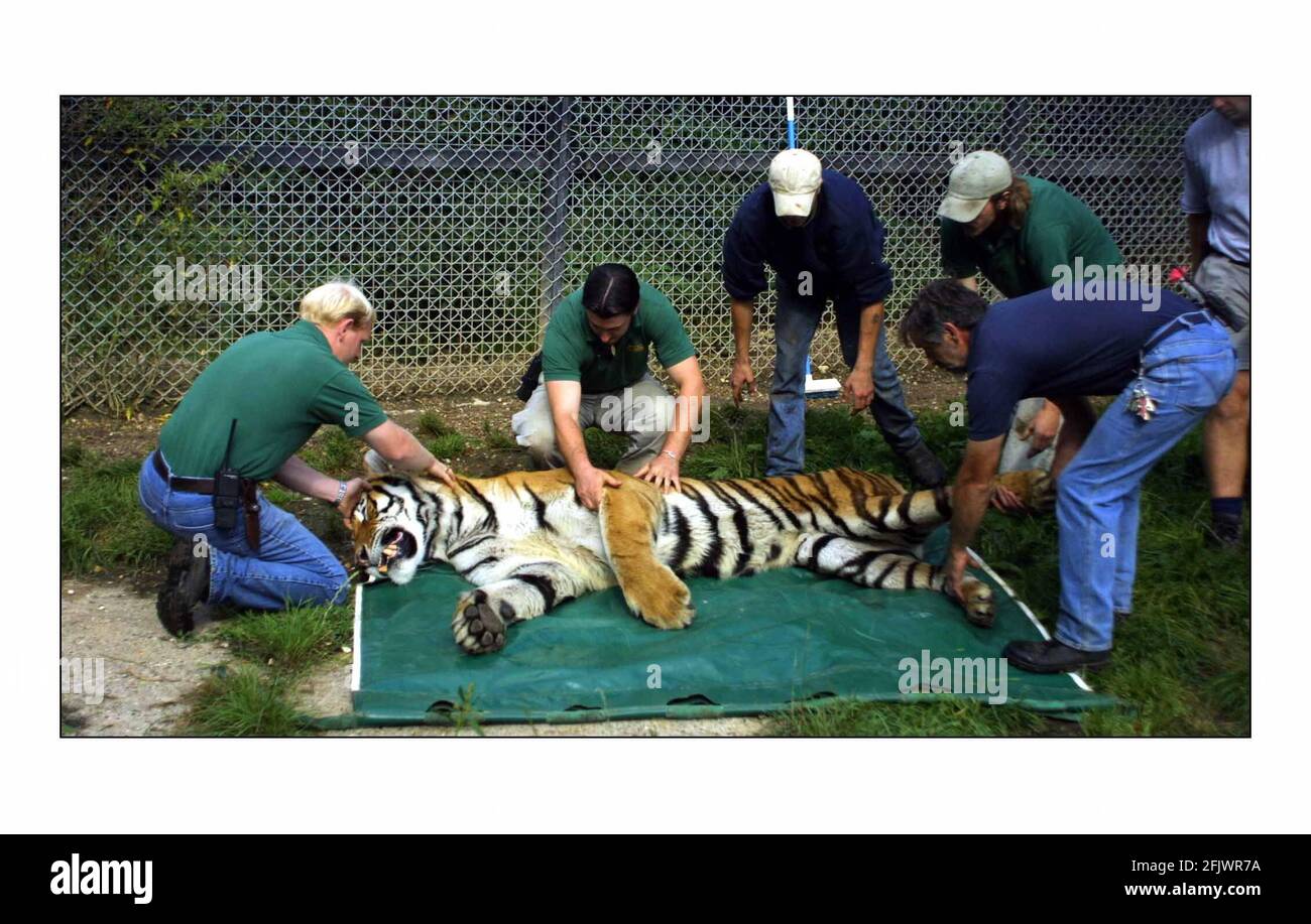 Two Siberian Tigers, Cuddles and Devoshka were today darted and crated ...