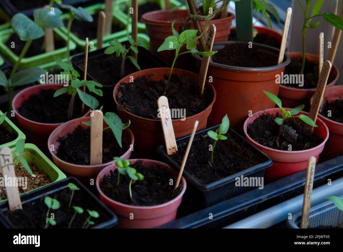 Seedlings growing indoors in early spring Stock Photo - Alamy
