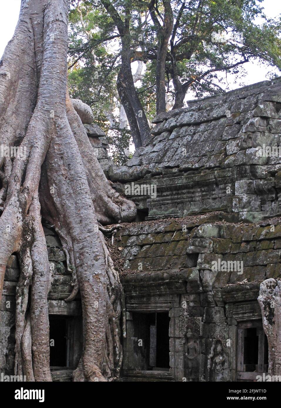 Large Fig Tree (Ficus altissima) growing over temple ruins Ta Som, Seim ...