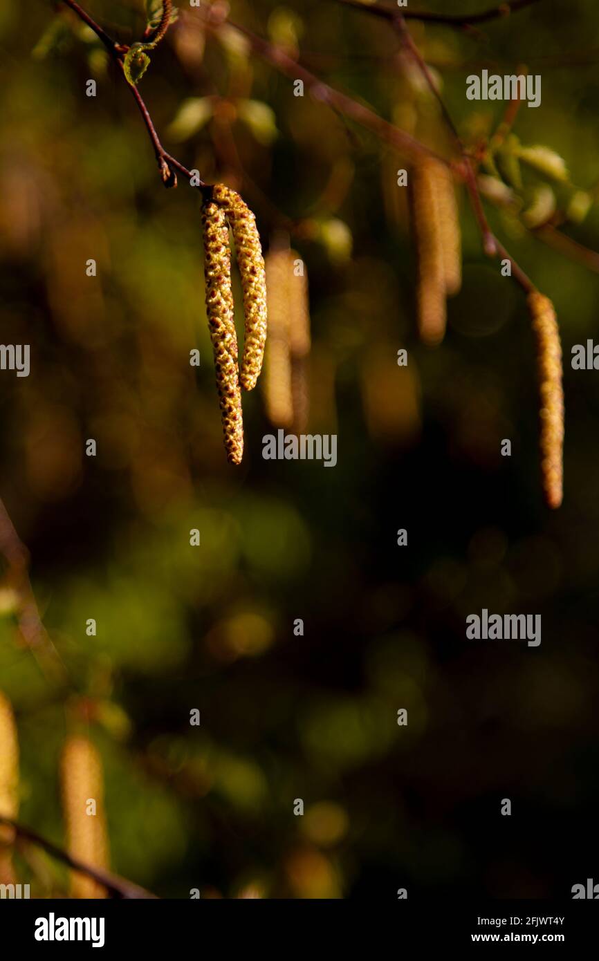 Silver Birch (Betula pendula) Catkins Stock Photo - Alamy