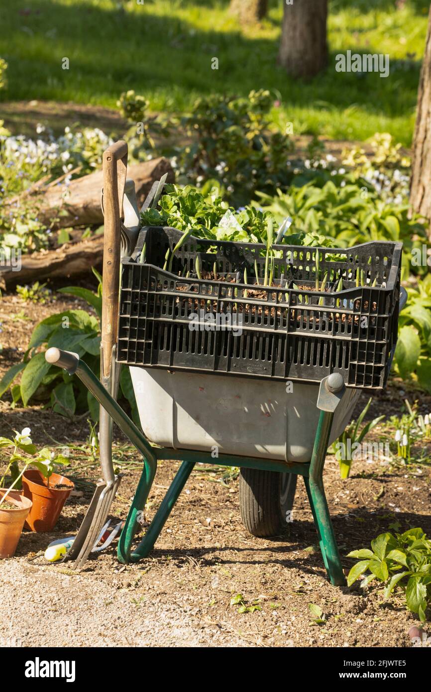 Gardening implements, wheelbarrow/spade/fork, at rest in garden setting ...