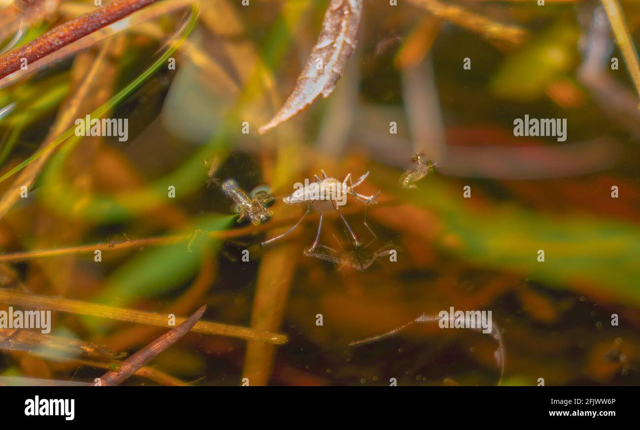 Mosquito culicidae pupae hi-res stock photography and images - Alamy
