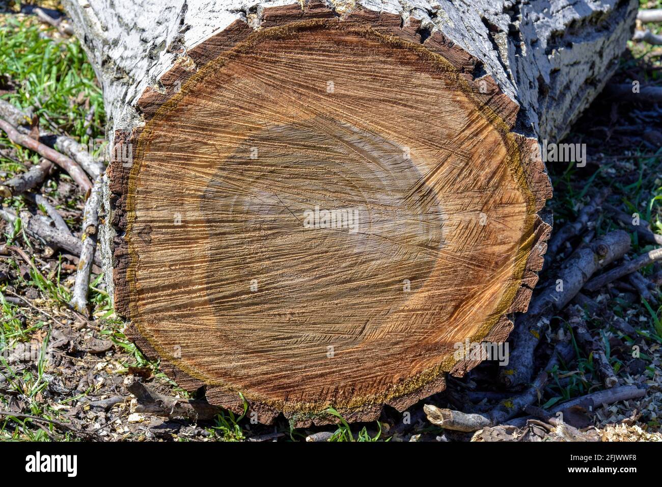 Cut of fallen walnut tree, sawed wooden log. Close-up. Selective focus ...