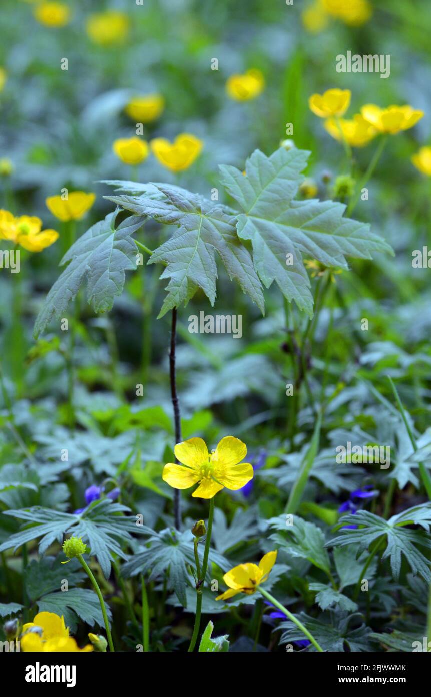 Young sycamore (Acer pseudoplatanus) growing in spring Stock Photo - Alamy