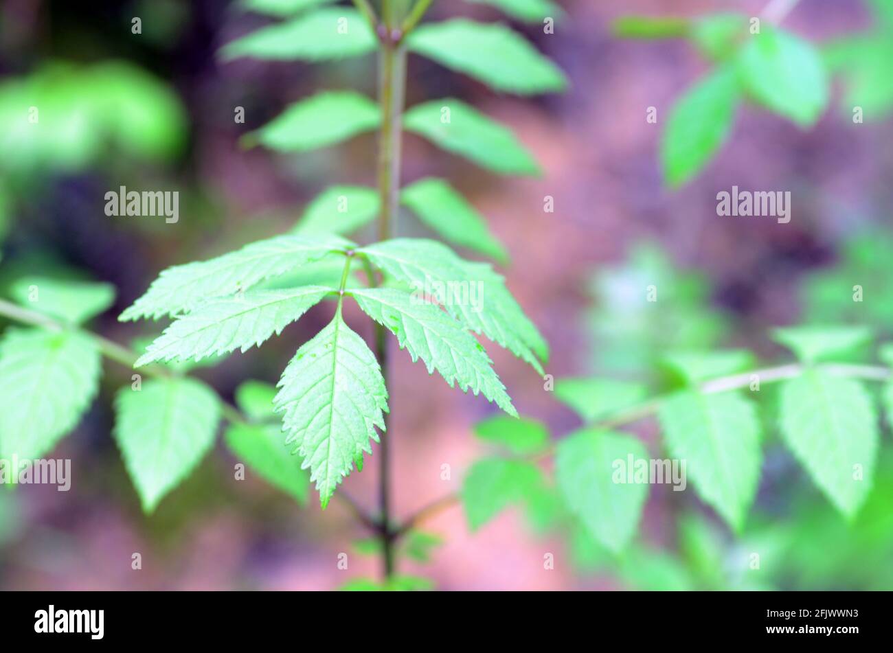 Pollen allergy: young ash tree (Fraxinus excelsior) growing in the ...