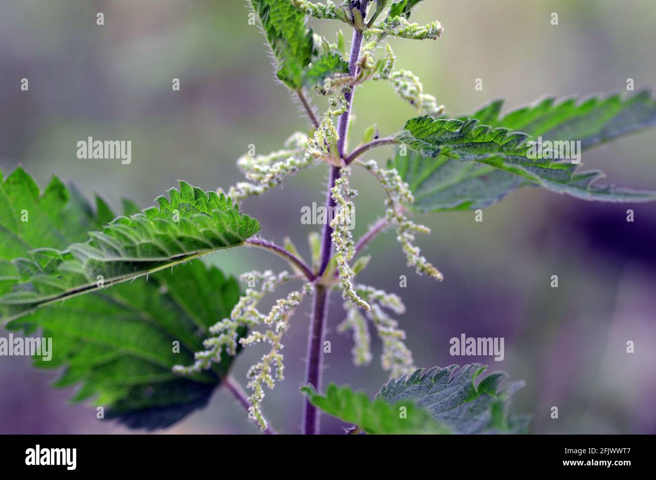Pollen allergy: Flowering nettle (Urtica dioica Stock Photo - Alamy
