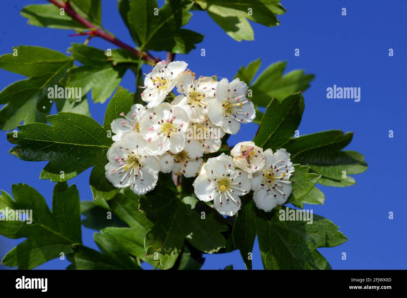 Medicinal plants: hawthorn flowers (Crataegus monogyna Stock Photo - Alamy