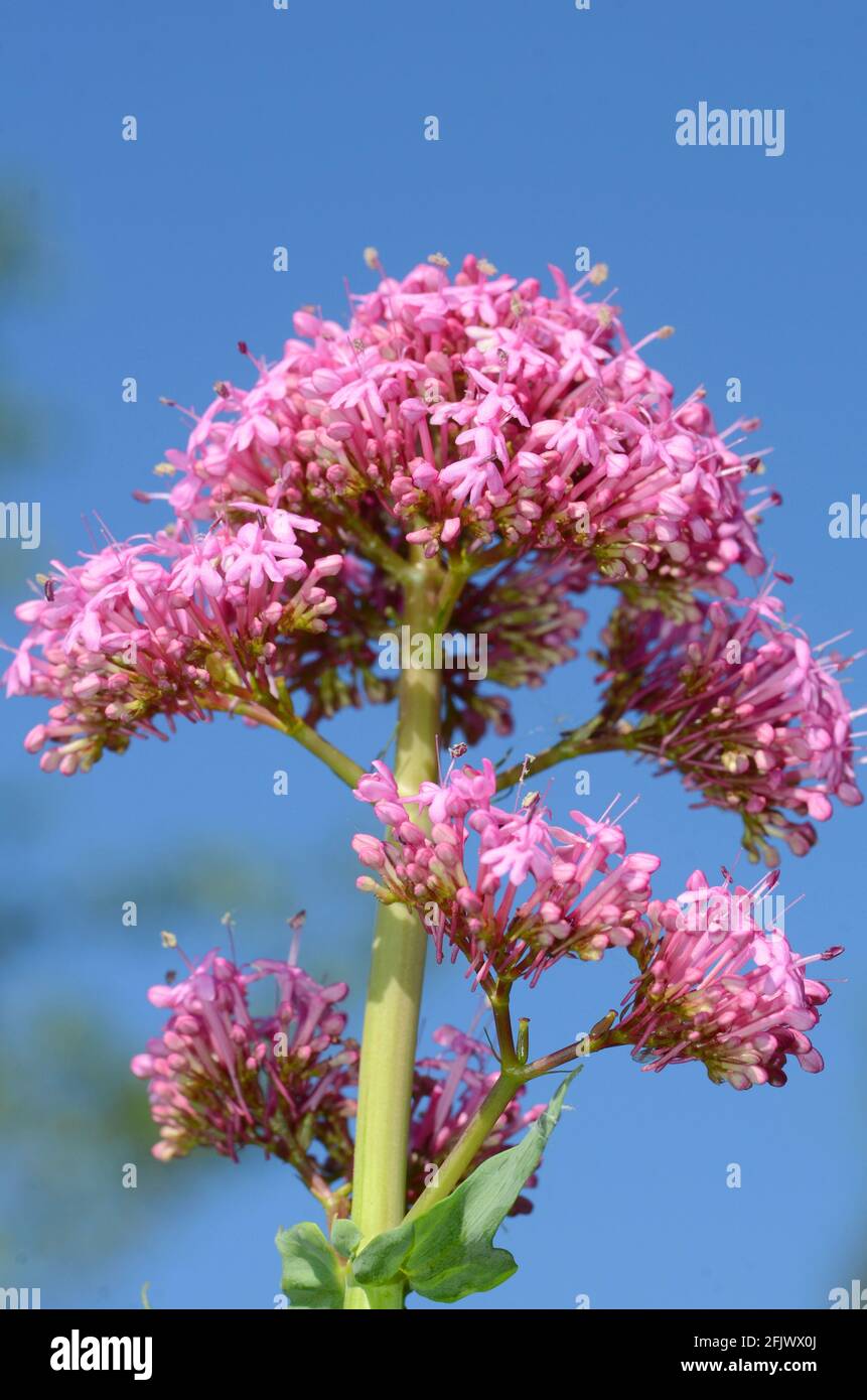 Medicinal plants: Centranthus ruber flowers Stock Photo - Alamy