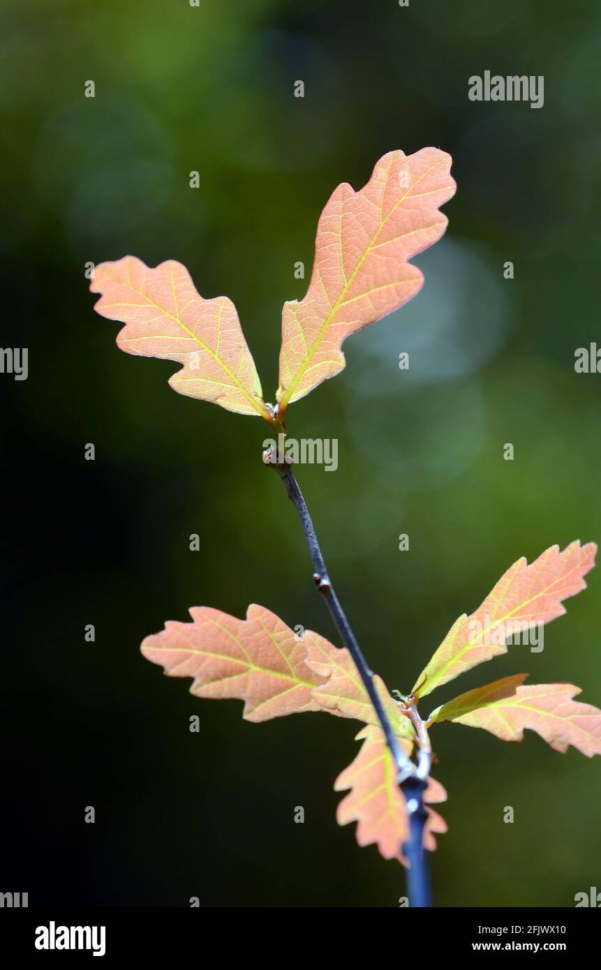 Pedunculated oak leaves (Quercus robur Stock Photo - Alamy