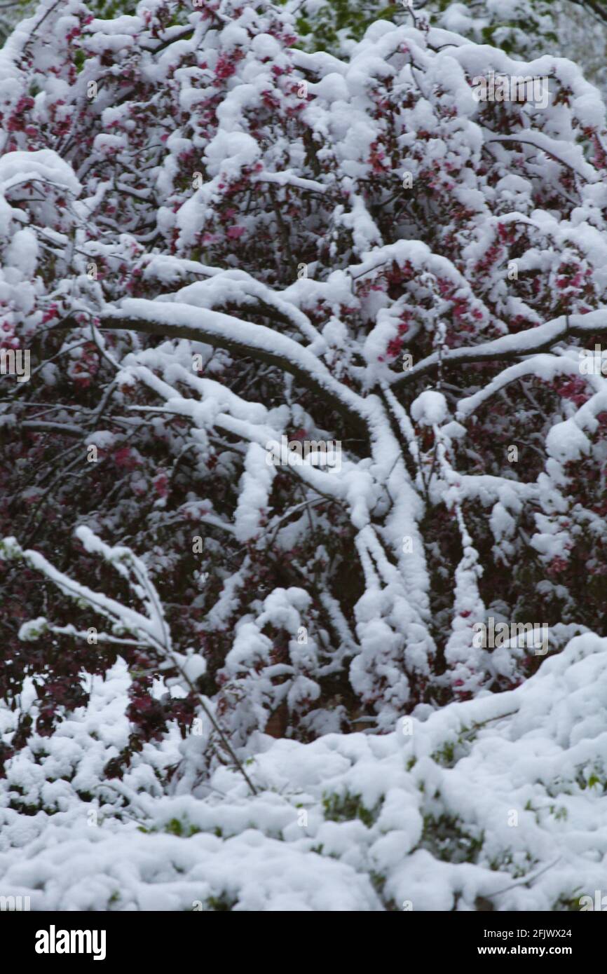 Heavy Wet Spring Snow Stock Photo - Alamy