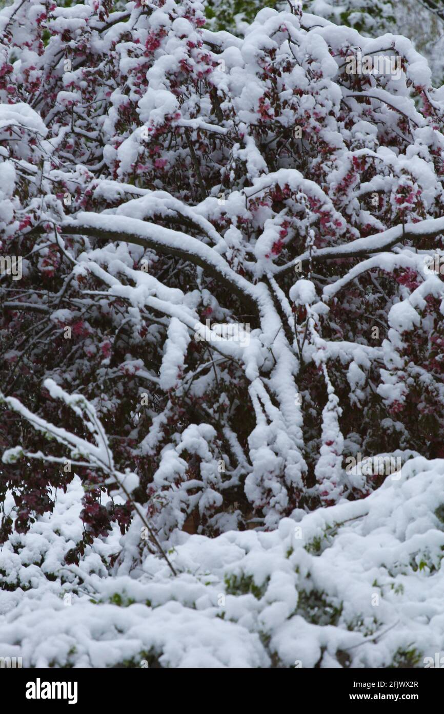 Heavy Wet Spring Snow Stock Photo - Alamy