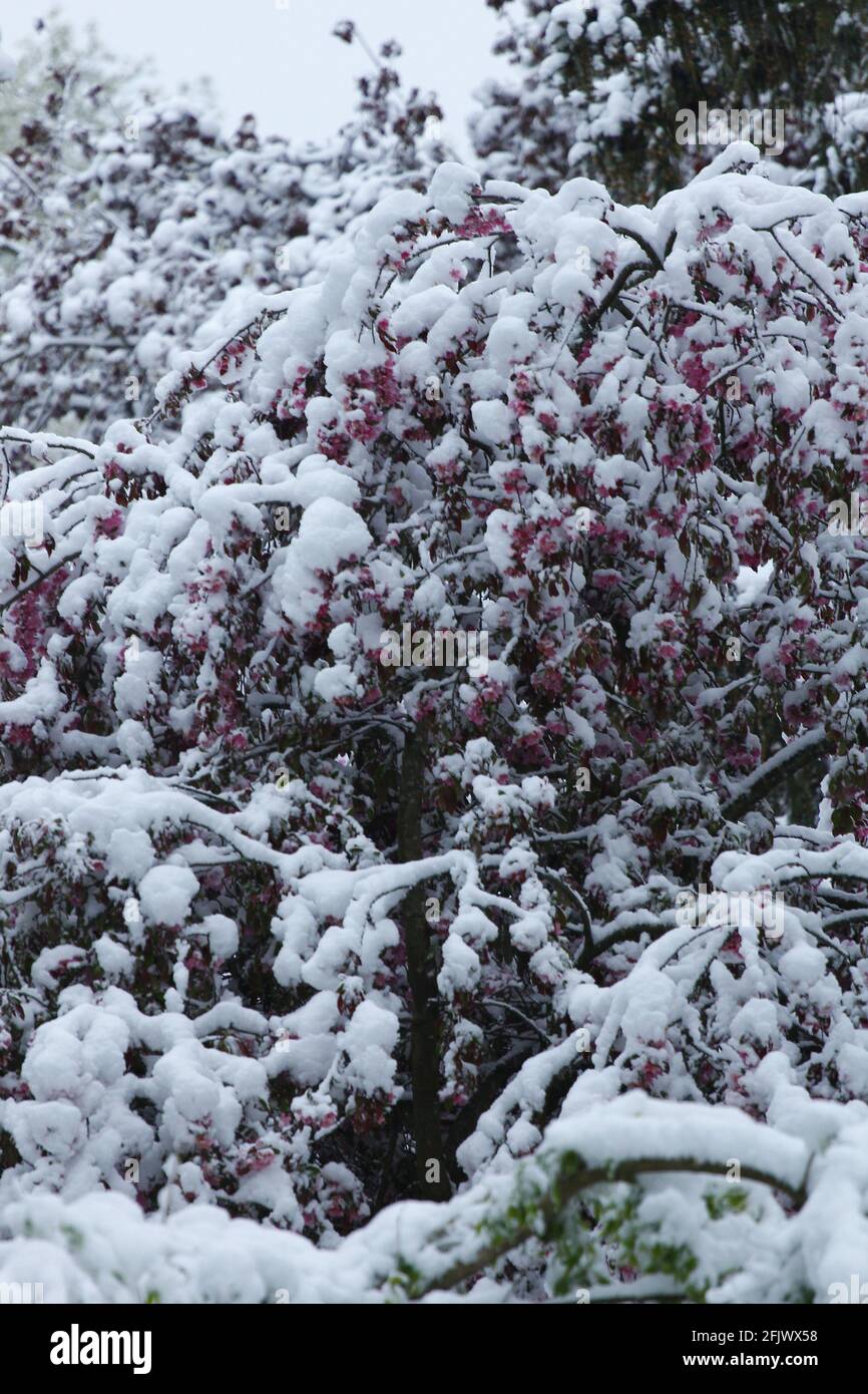 Heavy Wet Spring Snow Stock Photo - Alamy