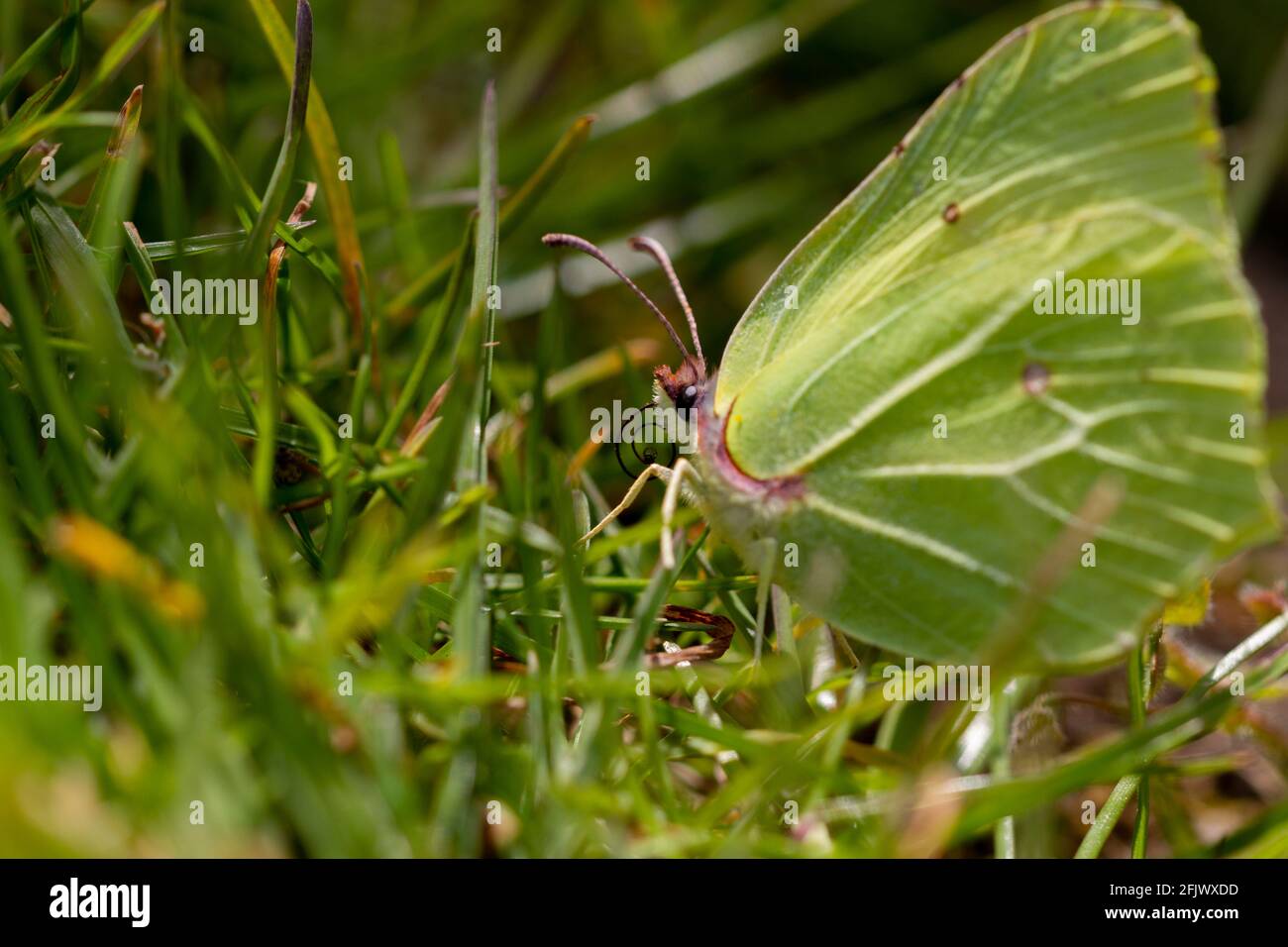 Female Common Brimstone Butterfly (Gonepteryx rhamni Stock Photo - Alamy