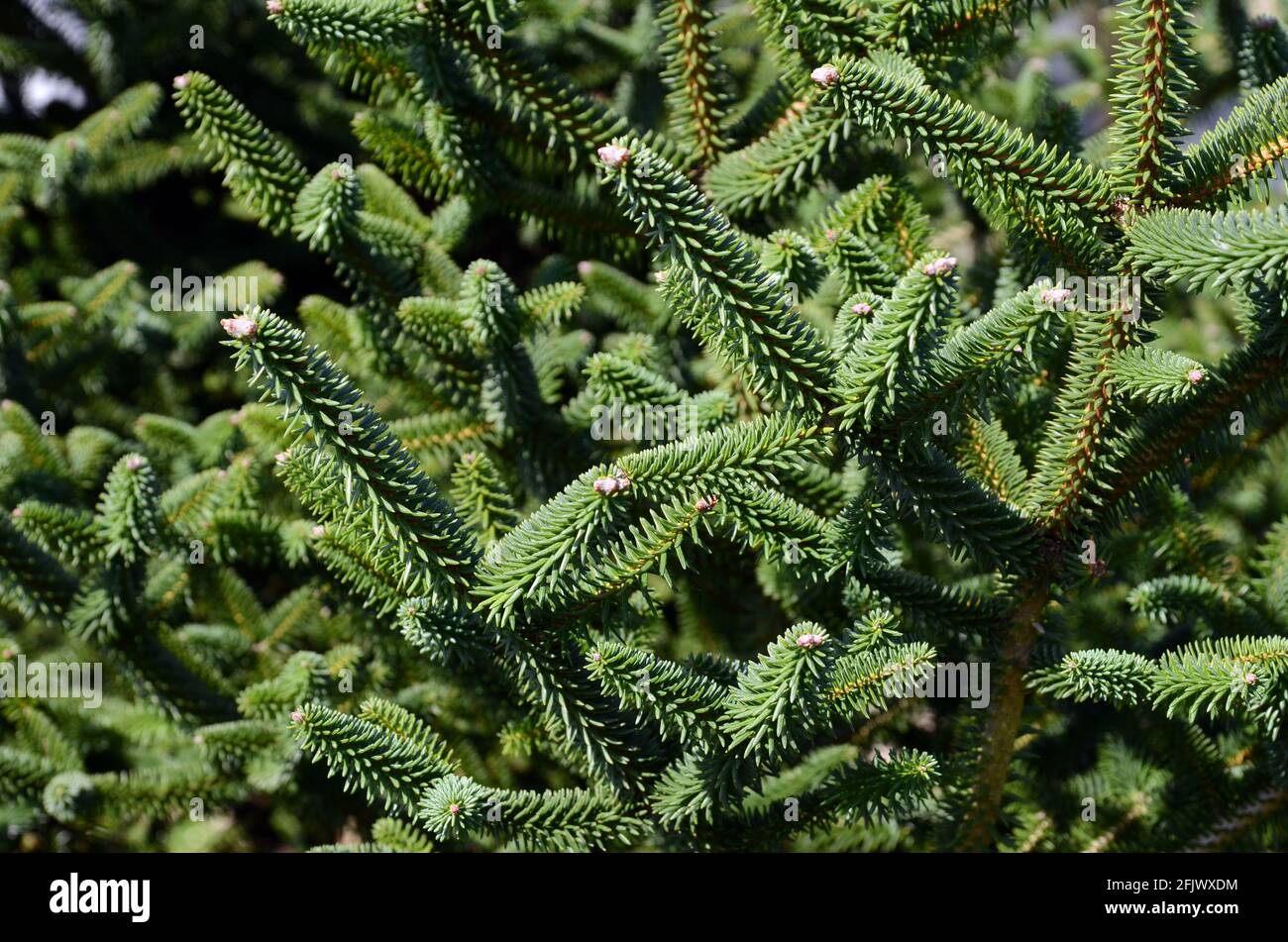 Abies pinsapo (Spanish fir) is an endemic tree from the South of Spain ...