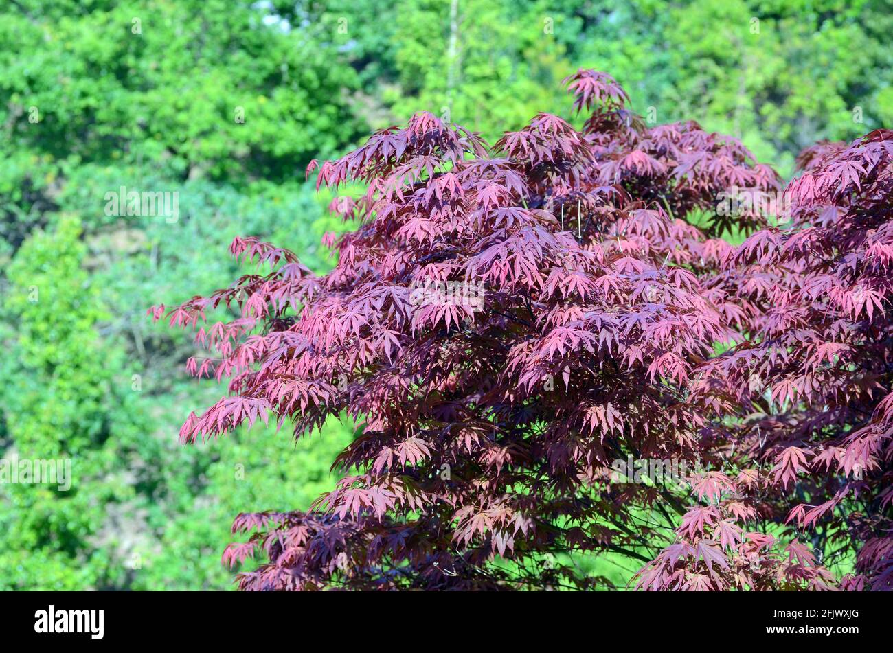 Acer palmatum ÇInazumaÈ. Arboretum of the University of the Basque ...