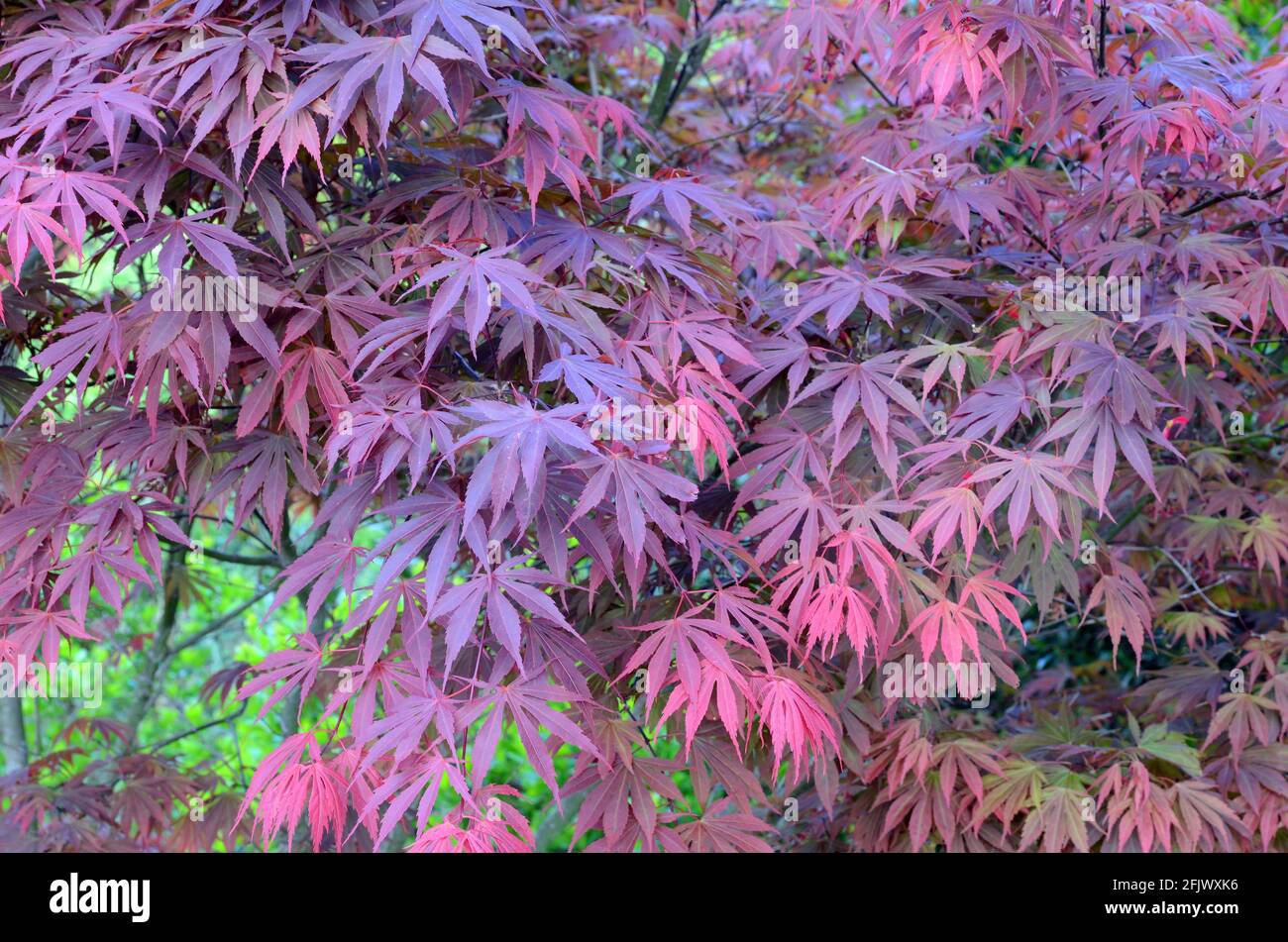 Acer Palmatum ÇInazumaÈ. Arboretum of the University of the Basque ...