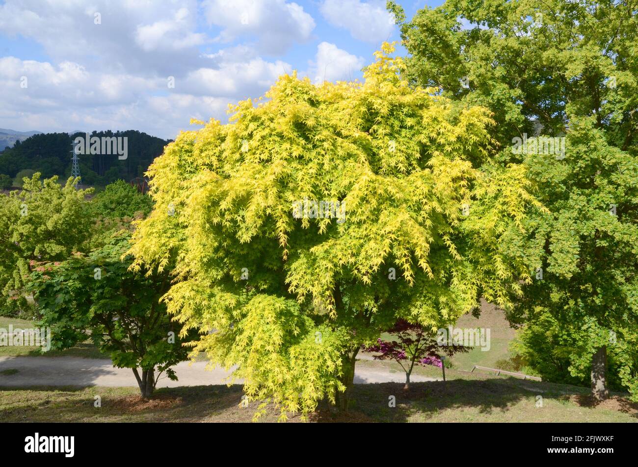 Acer palmatum "Katsura". Arboretum of the University of the Basque ...