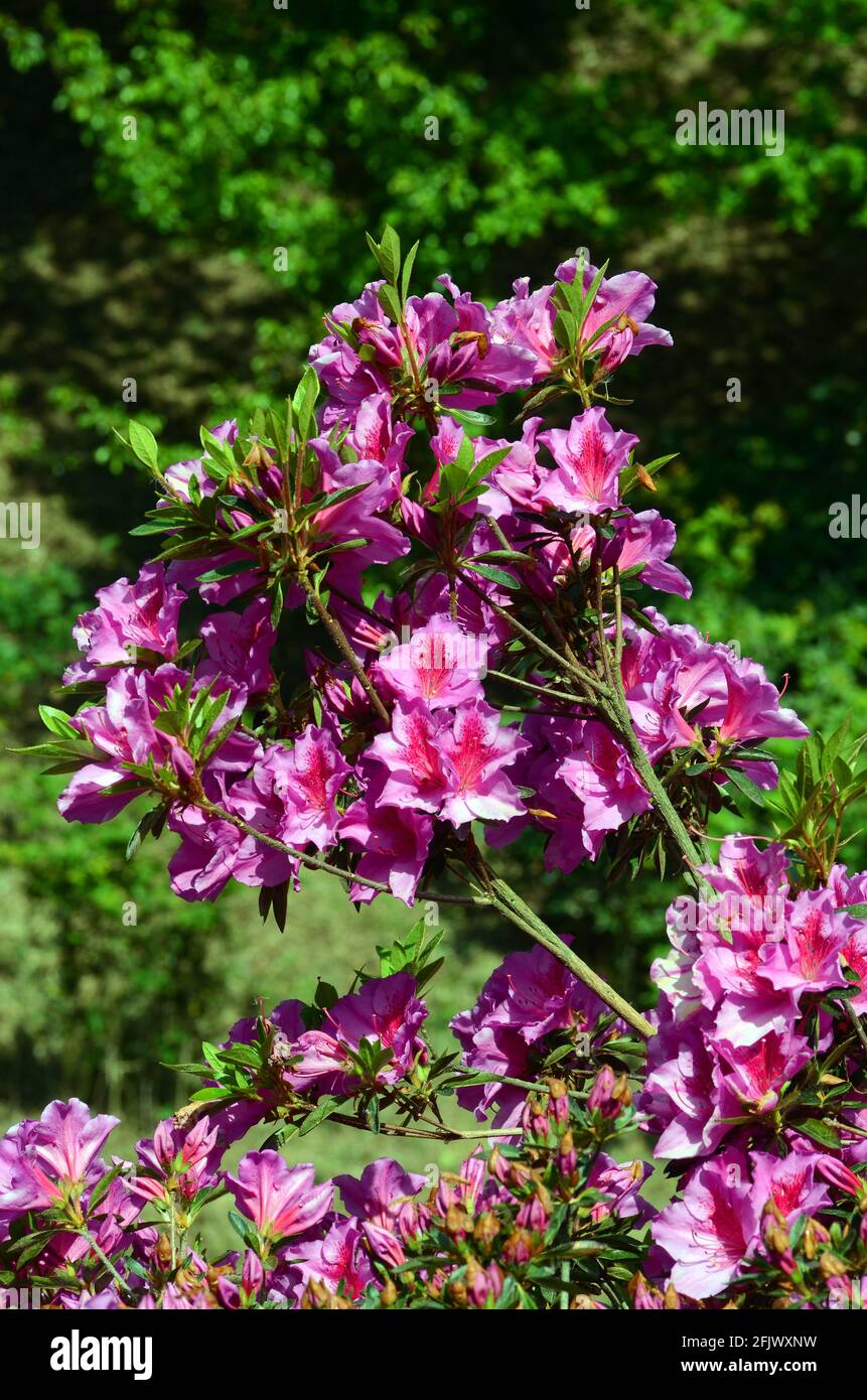 Azalea japonica "Hino crimson". Arboretum of the University of the ...