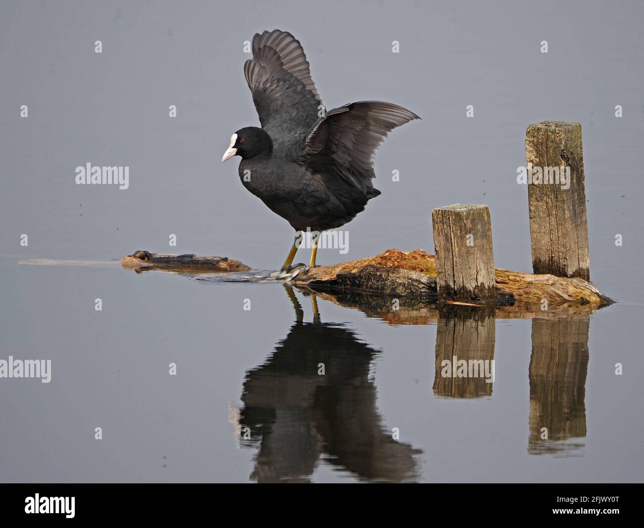 Eurasian coot (Fulica atra) aka common coot, or Australian coot ...