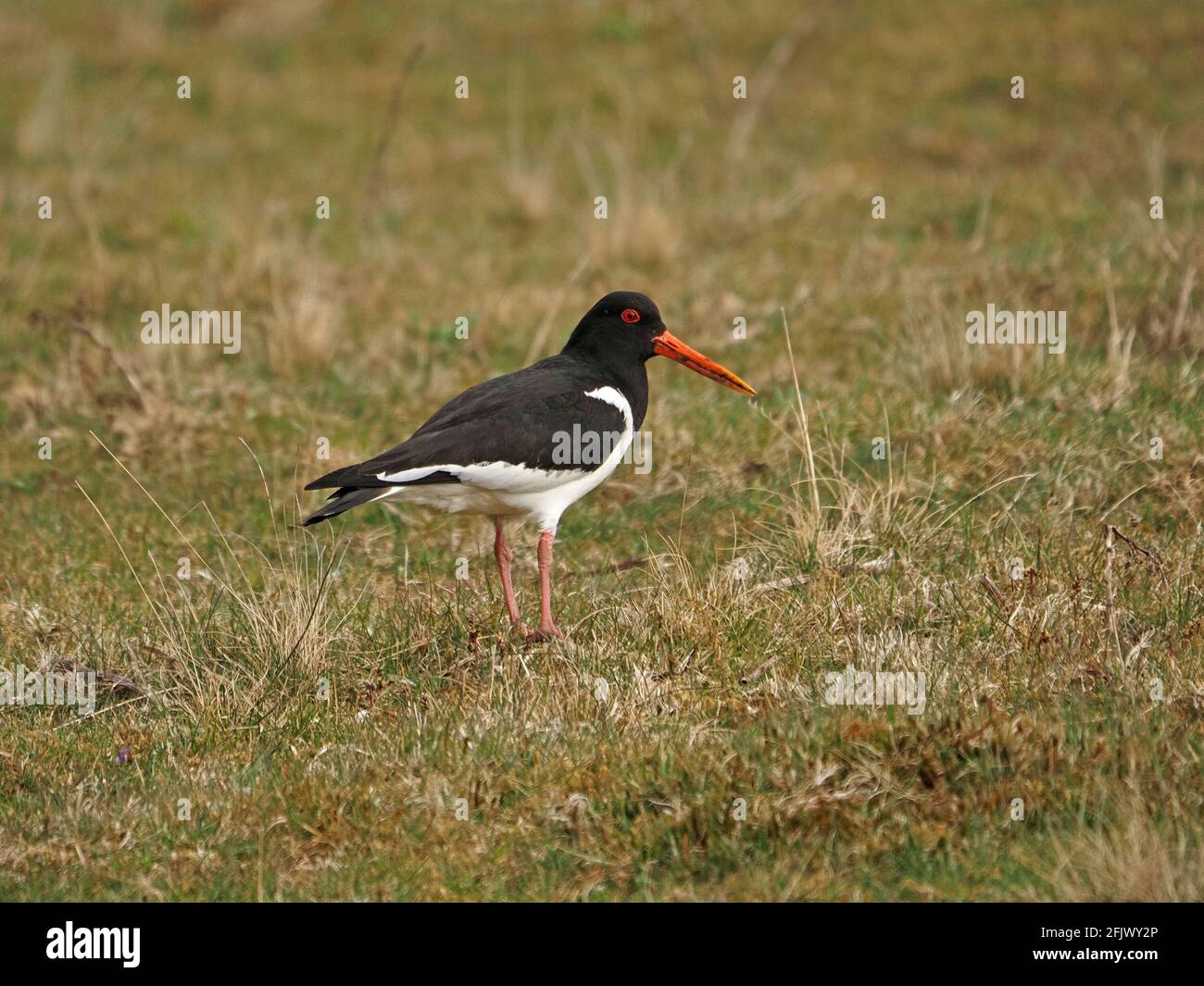 Black and white wader hi-res stock photography and images - Alamy
