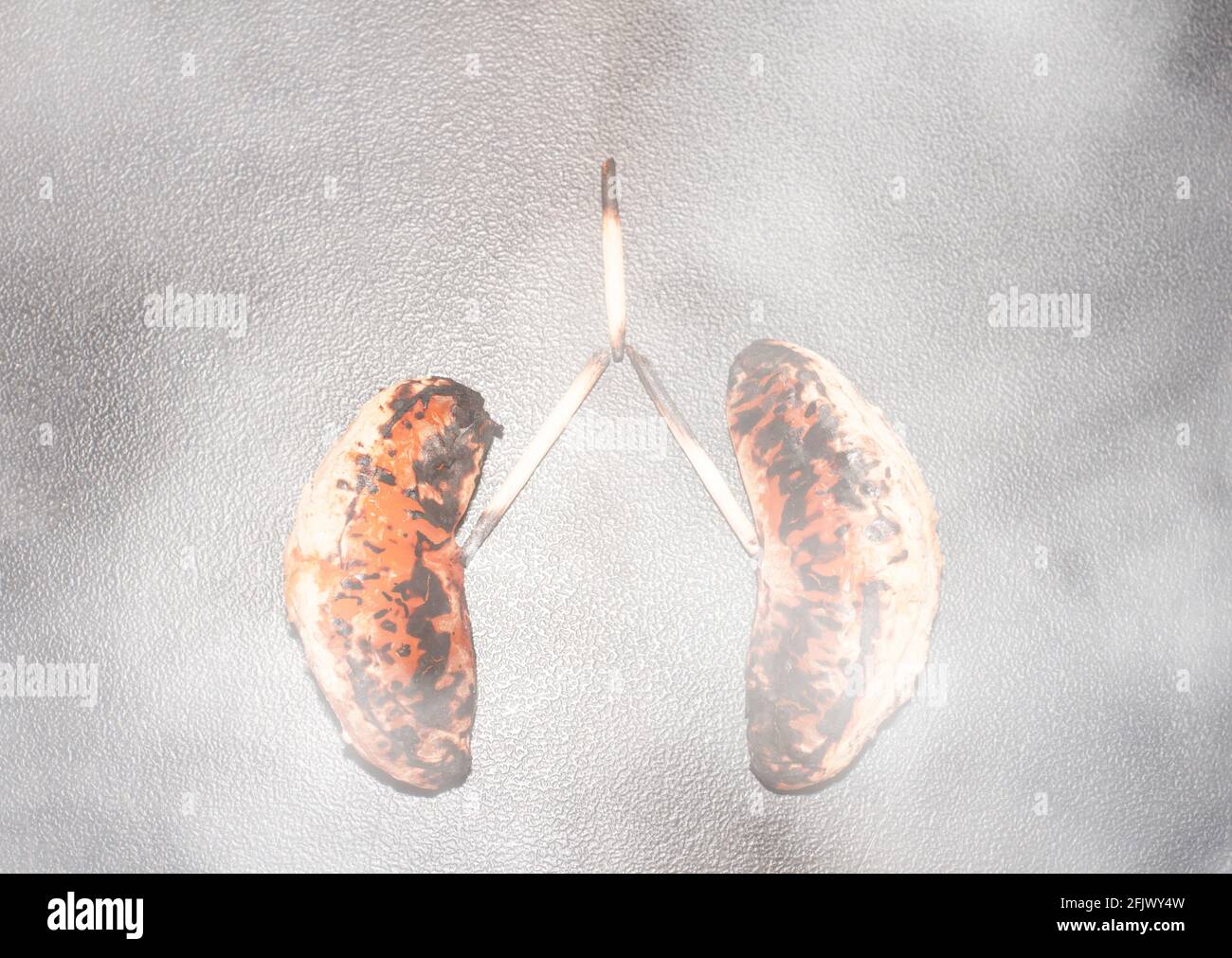 parts of an orange forming lungs , with toxic smoke, concept of smoking ...