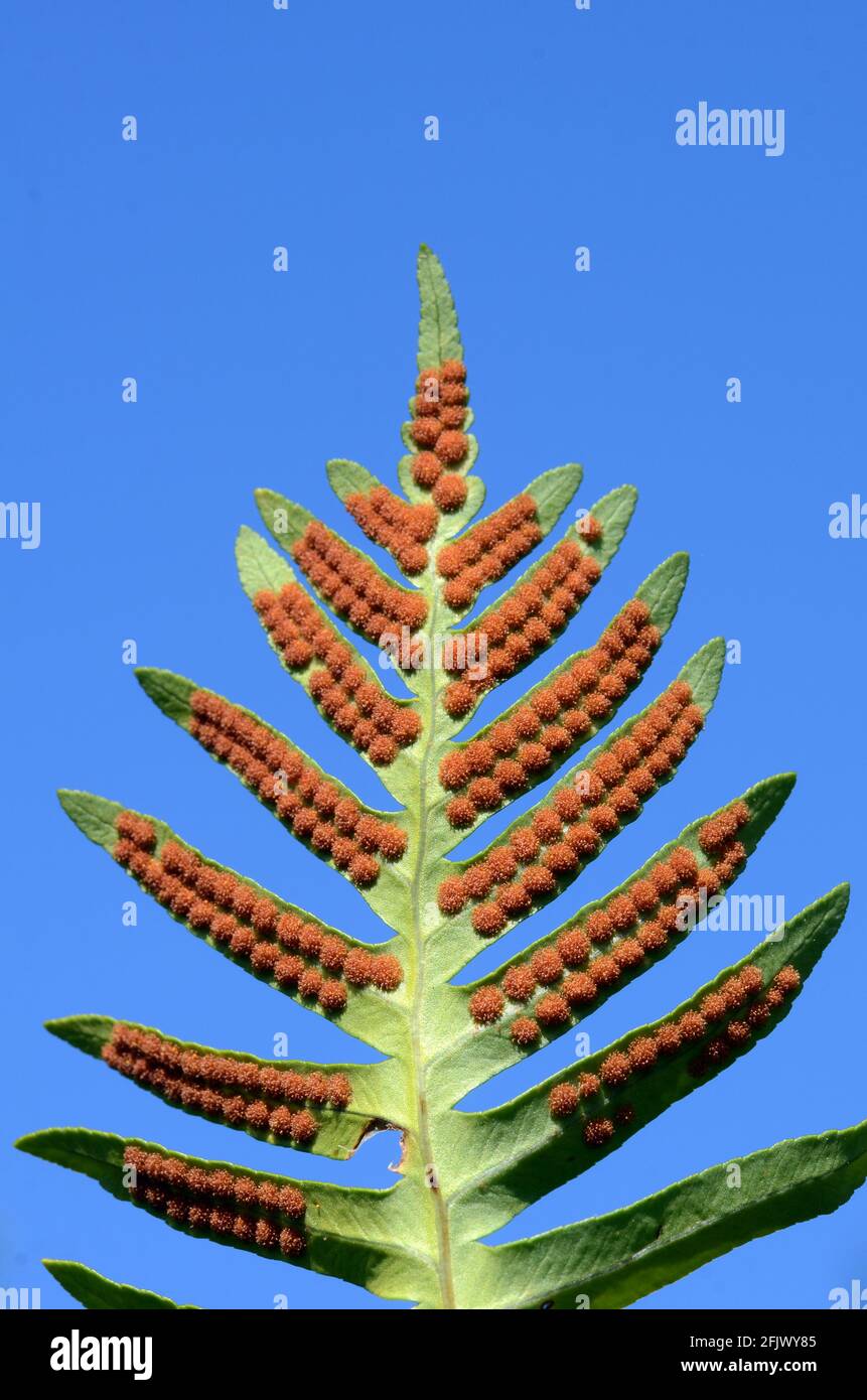 Medicinal plants: the common polypody (Polypodium vulgare) with its ...