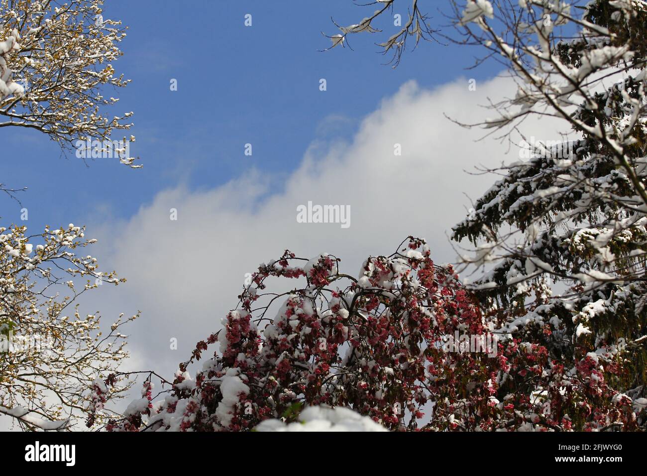 Heavy Wet Spring Snow Stock Photo - Alamy