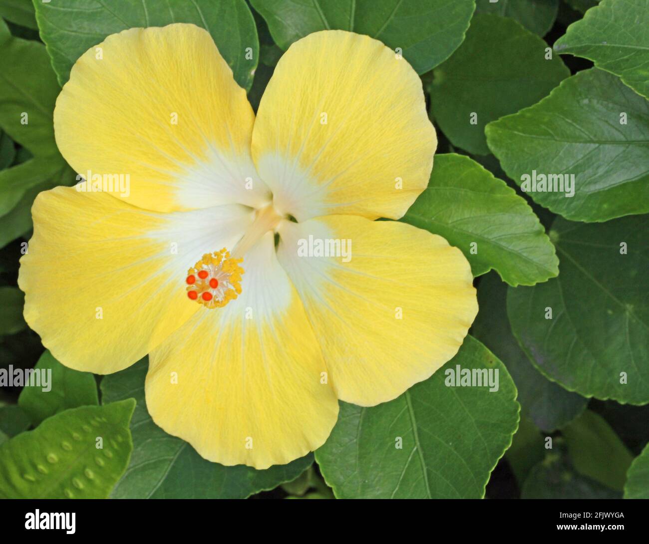 Yellow tropical hibiscus hi-res stock photography and images - Alamy