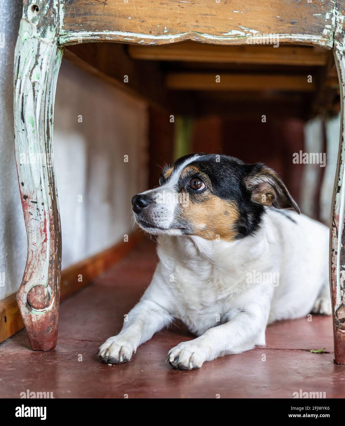 Cellar dog hi-res stock photography and images - Alamy