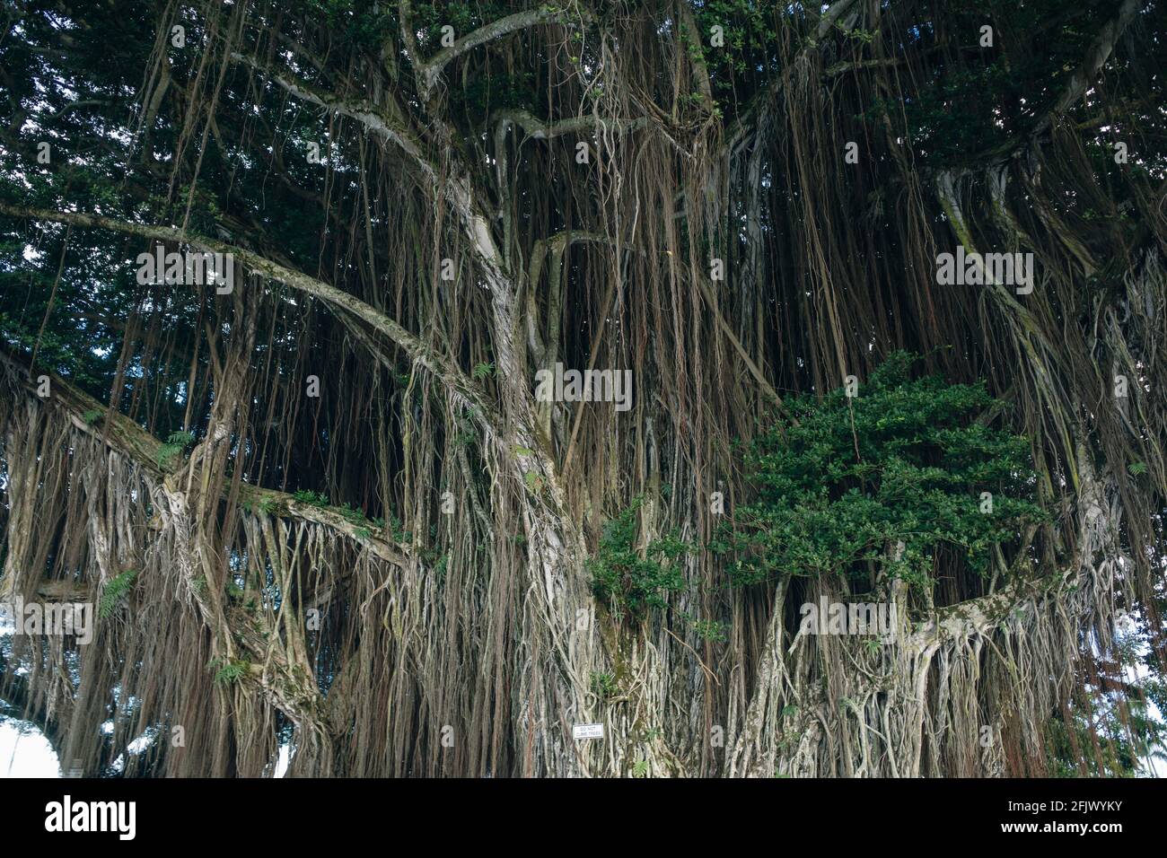 Banyan Drive is a tree-lined street at the shoreline of Hilo, Hawaii ...