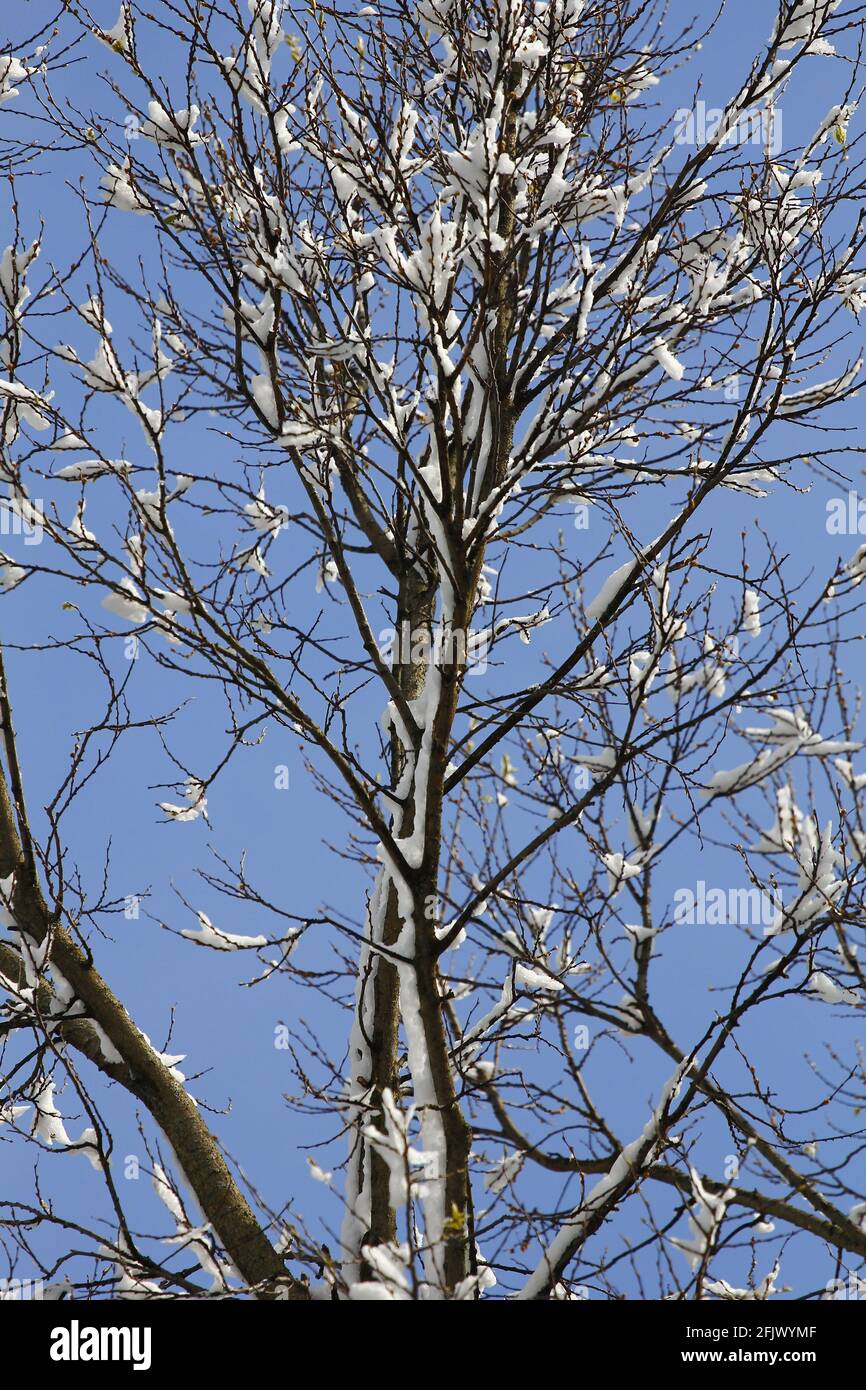 Heavy Wet Spring Snow Stock Photo - Alamy