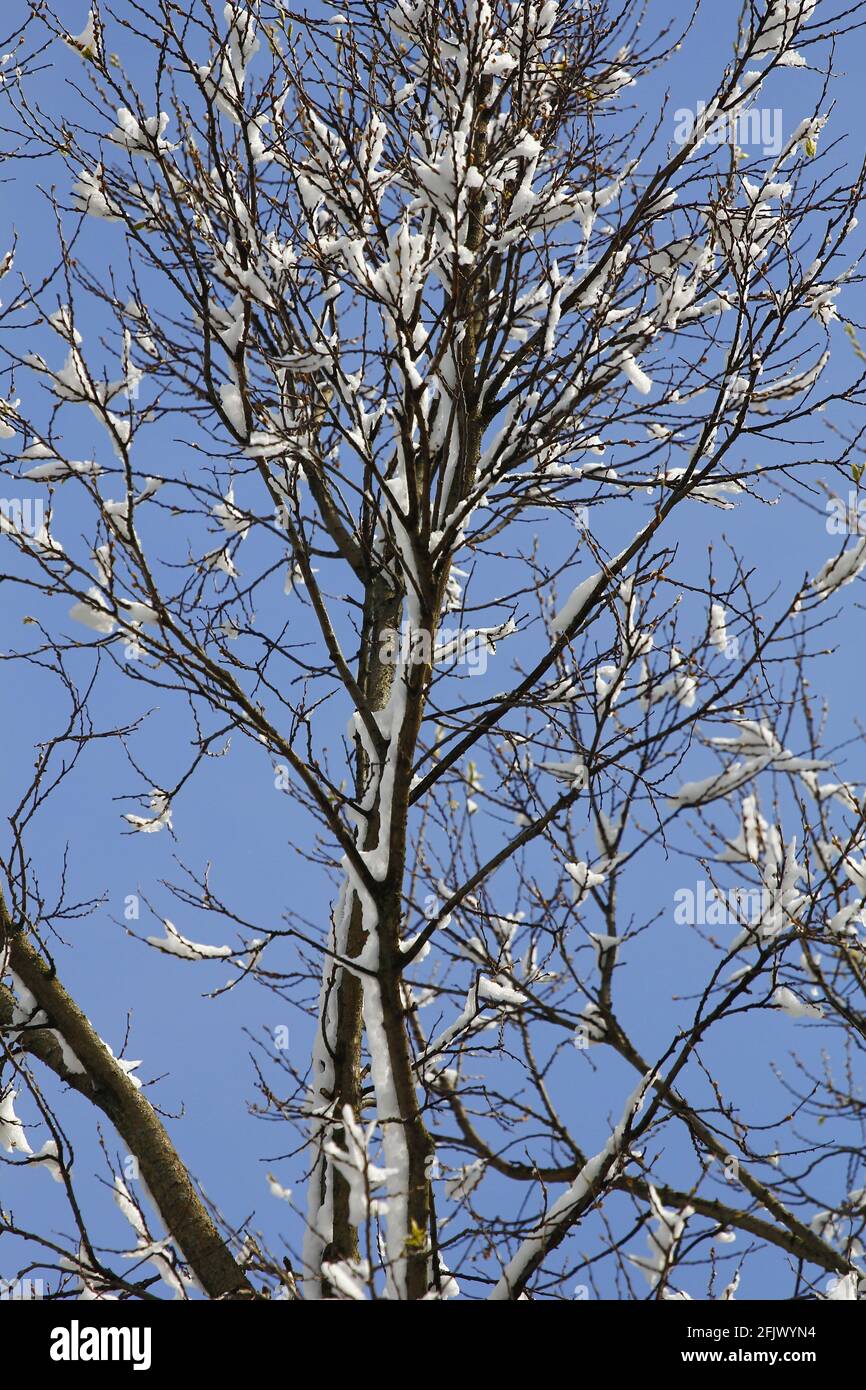 Heavy Wet Spring Snow Stock Photo - Alamy