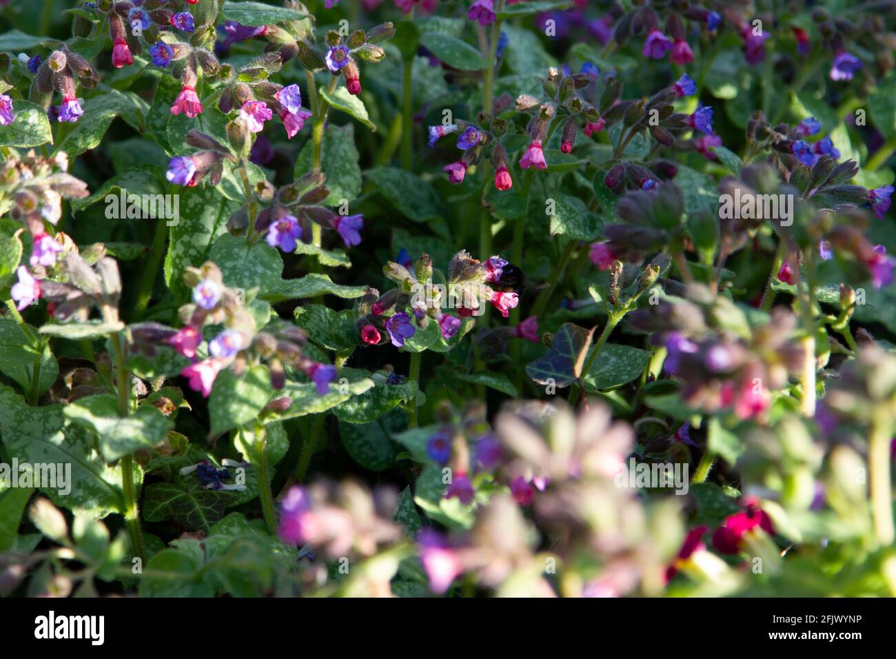 Pulmonaria (Pulmonaria officinalis) or Lungwort Stock Photo - Alamy