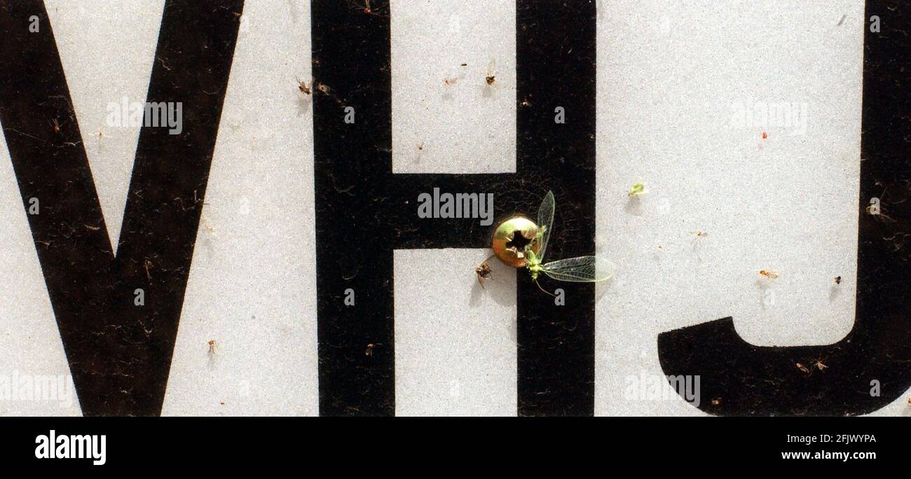 INSECTS ON A NO PLATE THE GAVE INSPIRATION FOR THE SPLATOMETRE ...