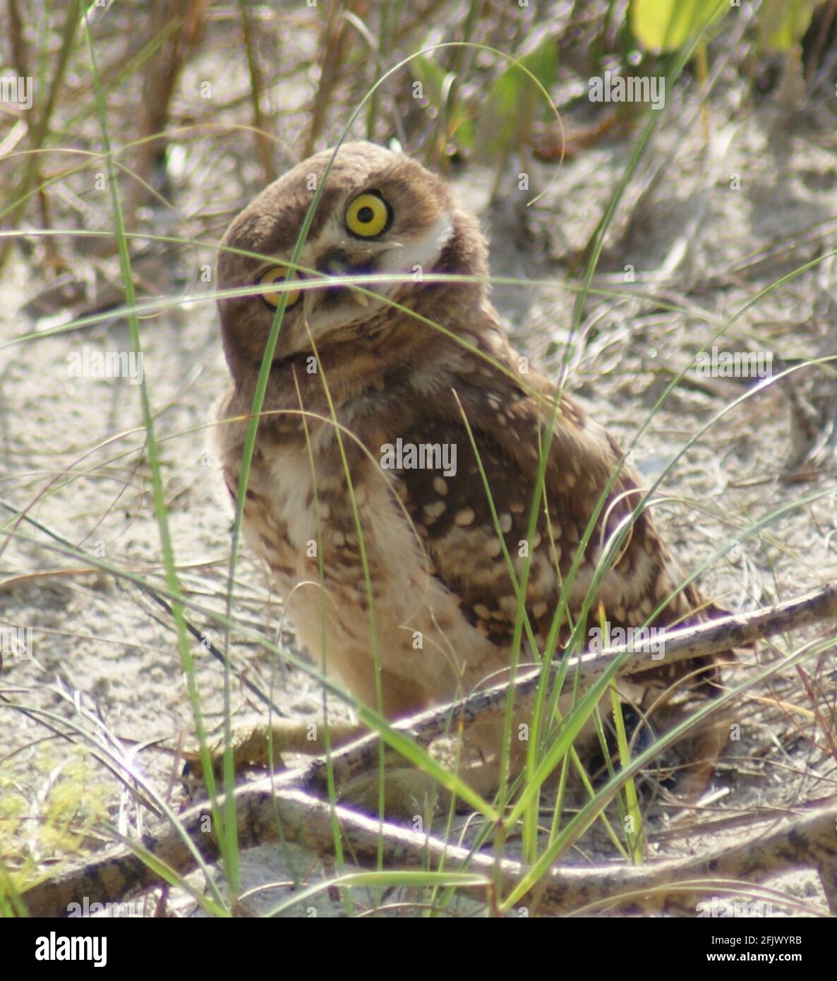 Laughing Cute Baby Owls
