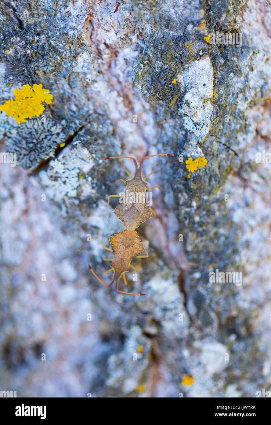 Coreus marginatus, Coreoidea, Hemipteros, Insectos, Arthropodos. Jerte ...