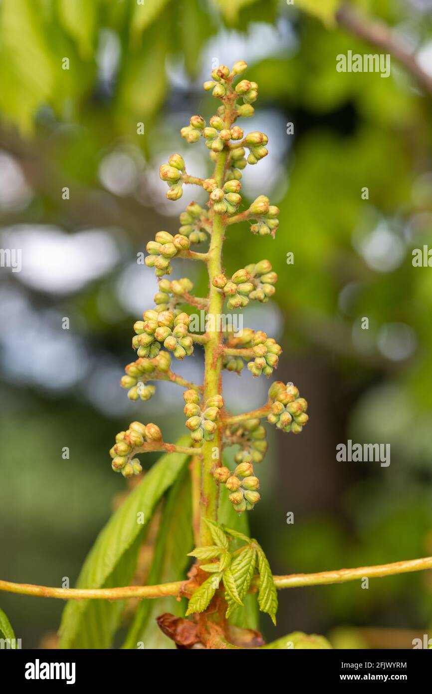 Close up of a buds on a horse chestnut (aesculus) tree Stock Photo - Alamy