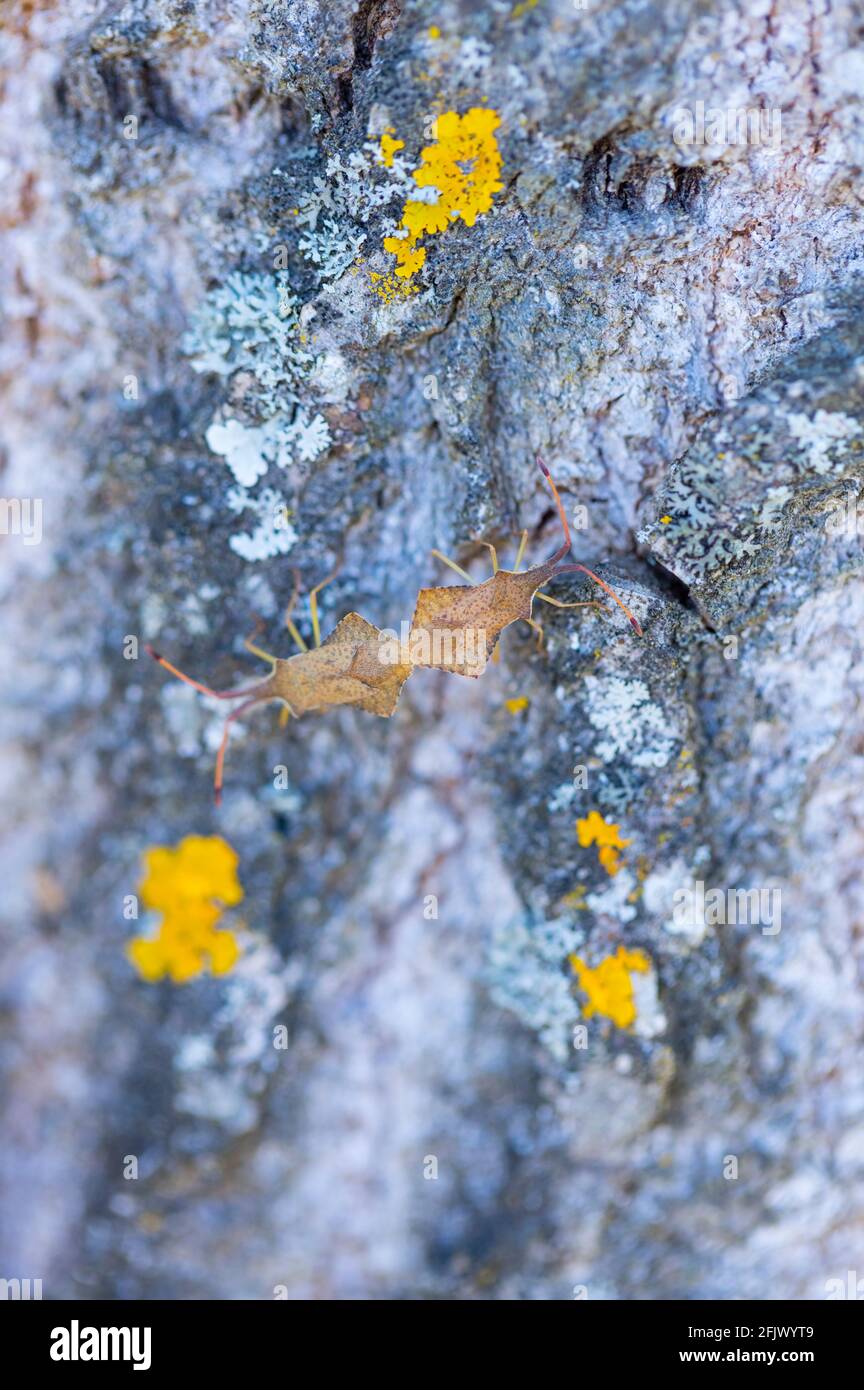 Coreus marginatus, Coreoidea, Hemipteros, Insectos, Arthropodos. Jerte ...