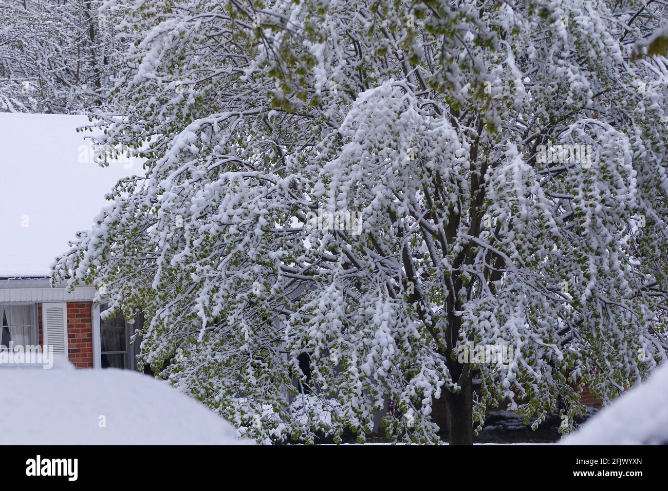 Heavy Wet Spring Snow Stock Photo - Alamy