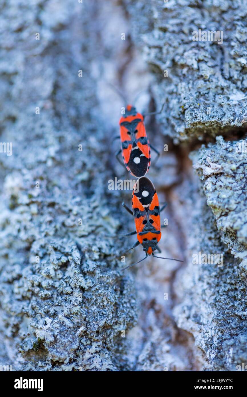 Lygaeus saxatilis, Lygaeidae, Hemipteros, Insectos, Arthropodos. Jerte ...