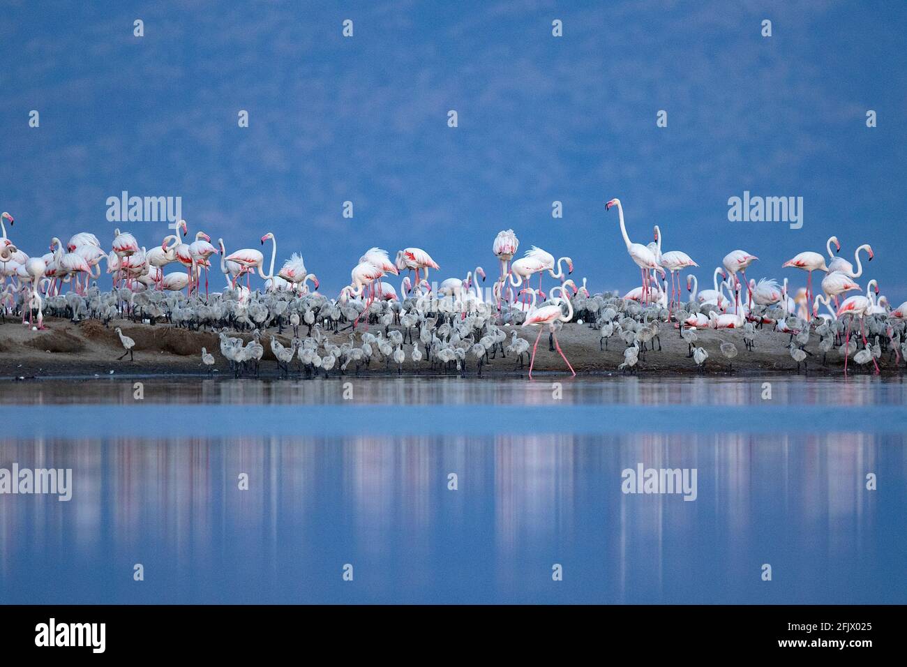Nesting Greater Flamingos and chicks and Great White Pelicans on Lake ...