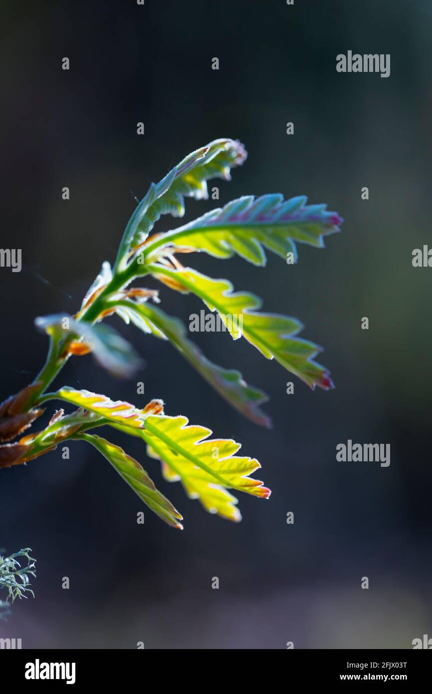 Springtime, ROBLE REBOLLO, MELOJO - PYRENEAN OAK (Quercus pyrenaica ...