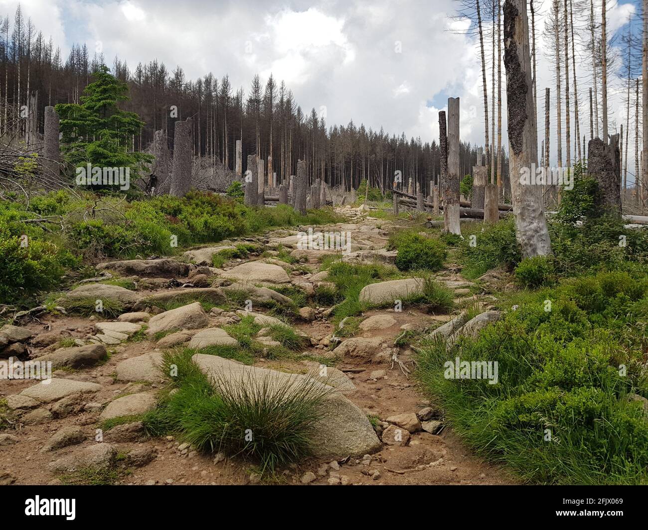 Closeup shot of a natural landscape with trees and rocks on a hill ...