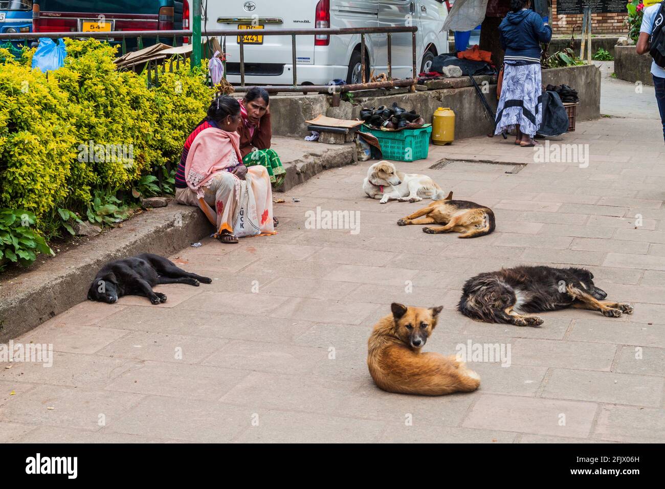 Stray dogs on dirty street hi-res stock photography and images - Alamy