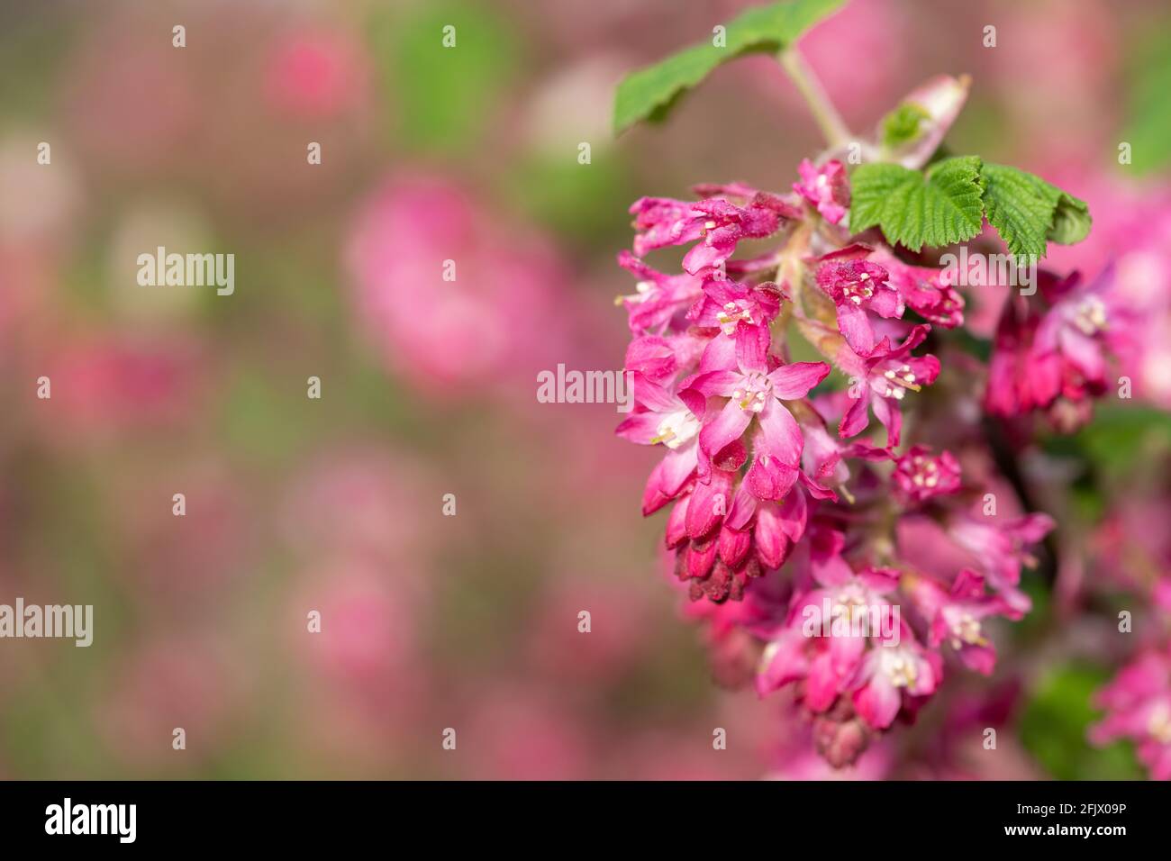 Close up of flowers on a red flowering currant (ribes sanguineum) shrub ...