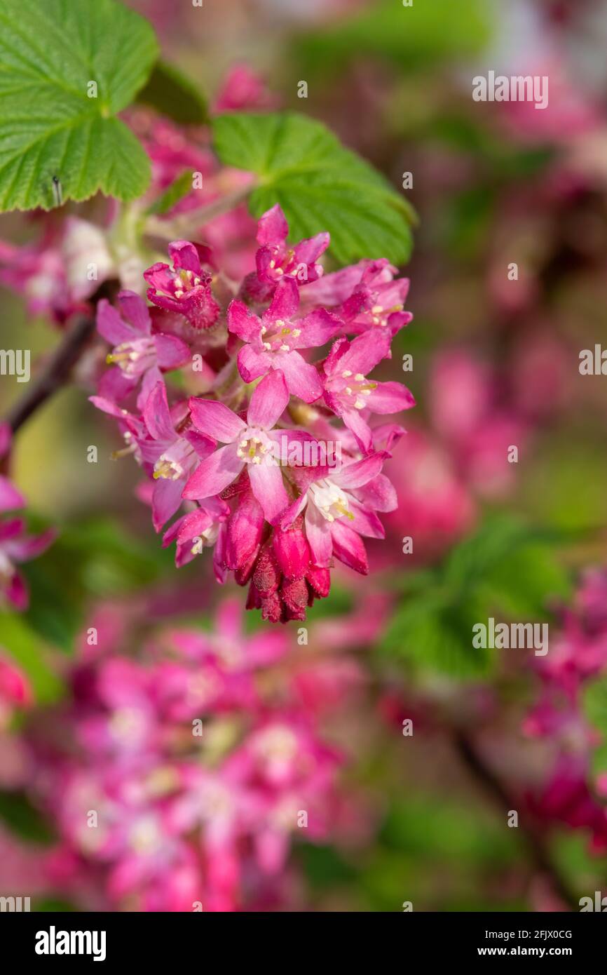 Close up of flowers on a red flowering currant (ribes sanguineum) shrub ...