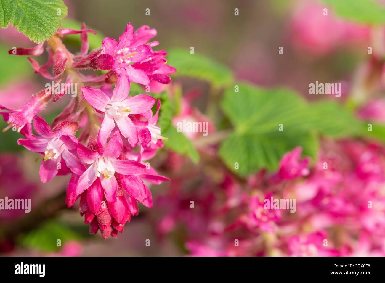 Close up of flowers on a red flowering currant (ribes sanguineum) shrub ...