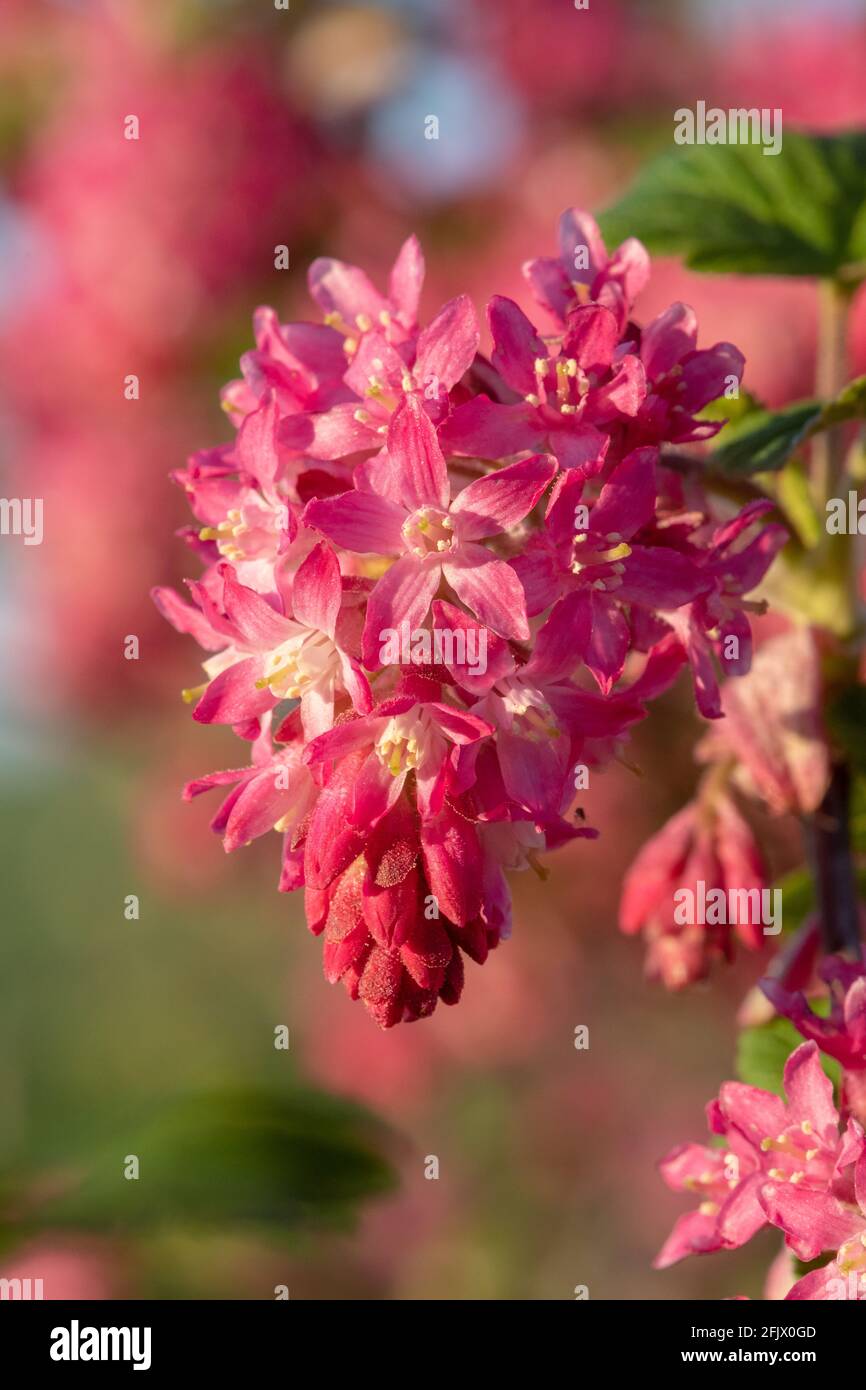 Close up of flowers on a red flowering currant (ribes sanguineum) shrub ...